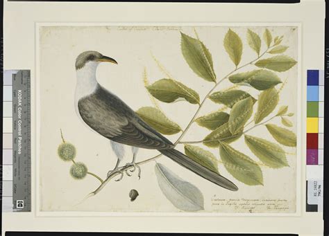 Mark Catesby 1682 1749 The Cuckow Of Carolina And The Chinkapin