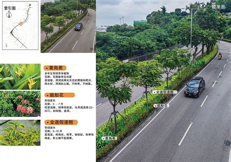 市署下周二優化高勵雅馬路綠化帶 澳門日報 今日時事 Cyberctm澳門no1人氣社區