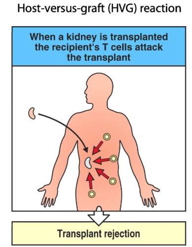 Manipulating Immune Responses Flashcards Quizlet