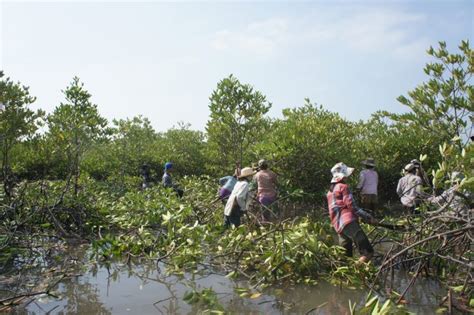 These Tree Planting Drones Are About To Start An Entire Forest From The Sky Fast Company