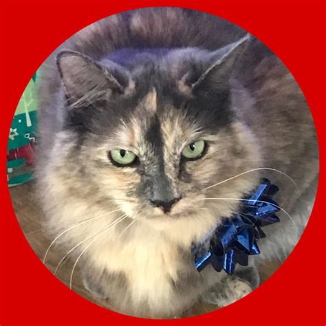 My Auntie Gave Me A Bath Rlegalcatadvice