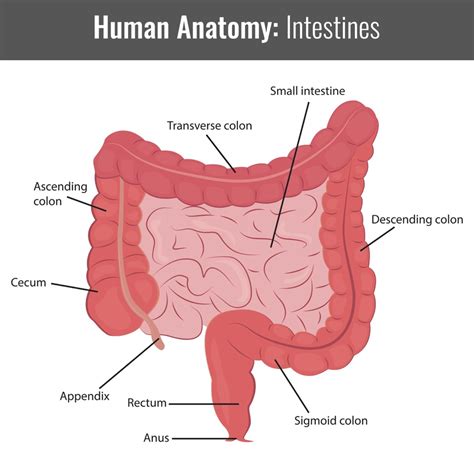 Anesthesia Gastrointestinal Coding In 2018 AAPC Knowledge Center