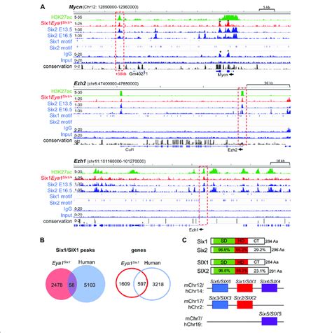 Six1 Binds To Six2 Targeted Sites Associated With H3k27ac Deposition Download Scientific