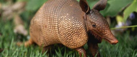 Cómo Cuidar A Un Armadillo Bebé Como Mascota Correctamente