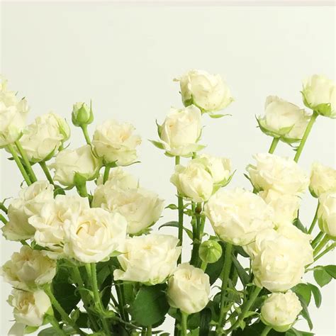 아이보리플로우 장미 꽃말과 특징 Rose Ivoryflow 꽃도감