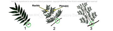 Identify Australian Native Tree Species By Leaf Characteristics Tree