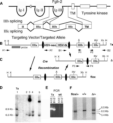 Figure 1 From An Important Role For The Iiib Isoform Of Fibroblast