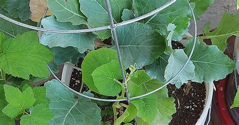 Container Gardening Album On Imgur