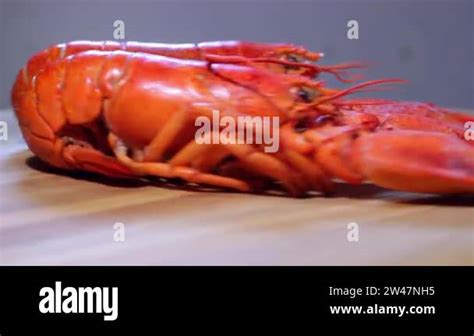 Happy Man Eating Lobster Stock Videos And Footage Hd And 4k Video Clips