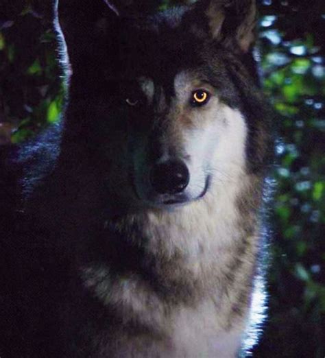 Jackson Kenner In The Originals Tv Series