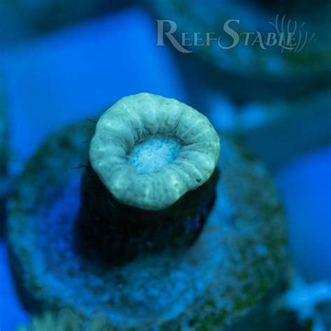 Teal Candy Cane Coral Reef Stable