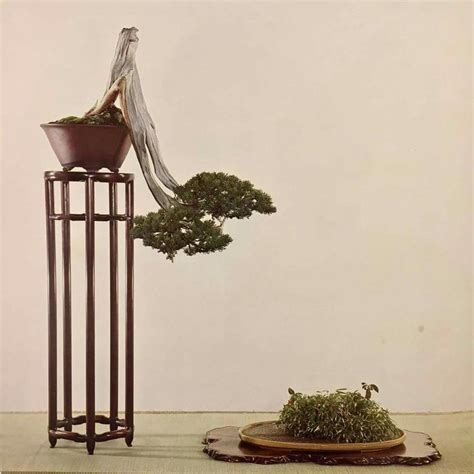 Pin Oleh Ruben Molano Colmenarejo Di Tokonomaexposición De Bonsai