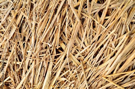Paja Textura Foto De Stock Adobe Stock