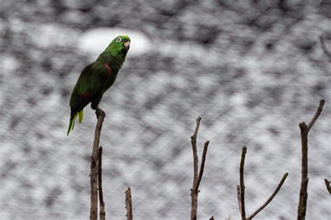 Amazona Ochrocephala 또는 노란색 왕관 앵무새 농업용 작물 보호망을 통해 잎이없는 나무 가지 텐조 쿤디나마르카