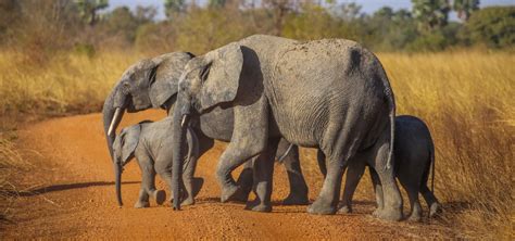 Benins Wildlife Adventure Safari In Pendjari National Park Visit