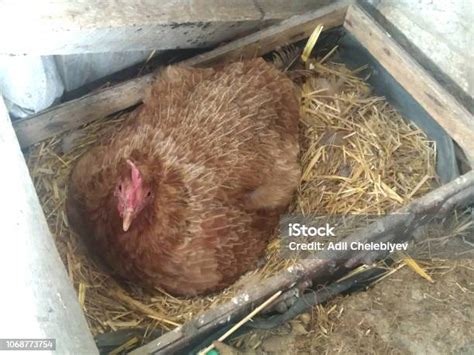 닭은 오두막에 누워 있다 닭 계란에서 계란을 생성합니다 가금류에 대한 스톡 사진 및 기타 이미지 가금류 갈색 건강한 생활