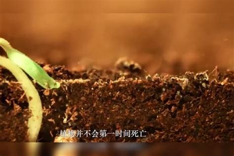 当太阳燃烧殆尽，哪种生物能坚持到最后？人类会逃出生天？生物能逃出人类