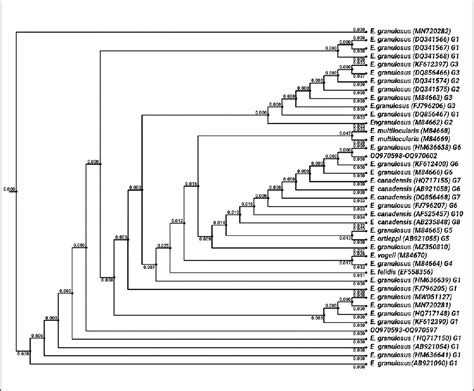 Figure 1 From Echinococcus Granulosus Comparative Genotyping In Sheep