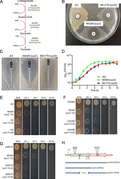Succinyl Coa To Succinate