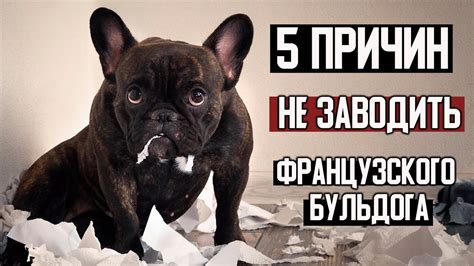 5 причин НЕ ЗАВОДИТЬ французского бульдога Youtube
