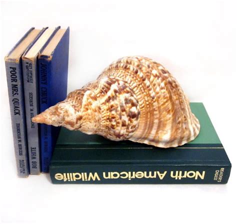 Shell Specimen Beach Souvenir Display