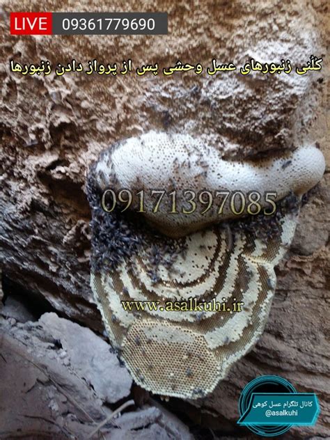 خرید عسل طبیعی عسل وحشیفروش عسل