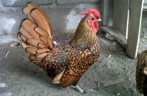 48 Terkeren Gambar Embrio Ayam Mati