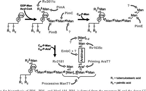 Figure 1 From The Glycosyltransferases Of Mycobacterium Tuberculosis