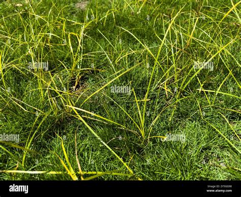 Coco Grass Java Grass Nut Grass Purple Nut Sedge Cyperus Rotundus