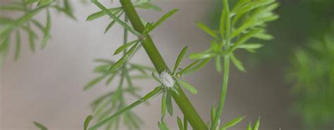 Ziektes En Ongedierte 123plantennl