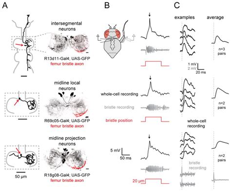 Parallel Transformation Of Tactile Signals In Central Circuits Of Drosophila Pmc