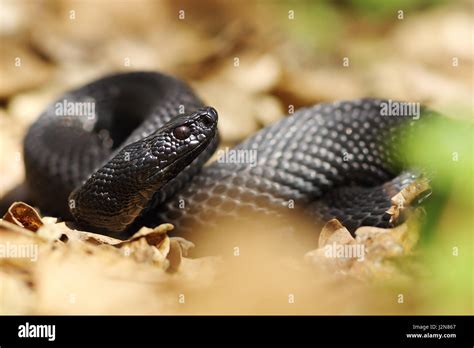 Beautiful Black Nikolsky Viper Preparing To Bite Vipera Berus