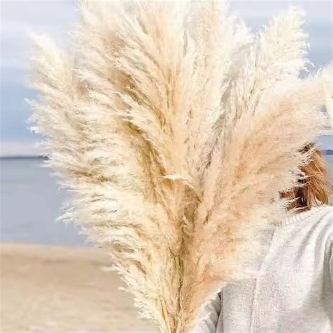 How Bulk Pampas Grass Can Instantly Upgrade Your Wedding Decor Punsuniverse