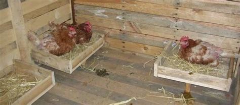 Comment les poules pondent elles des œufs