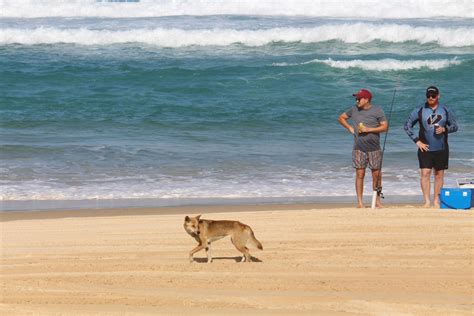 Dingoes Attack Jogger On Australian Beach In Latest Serious Incident