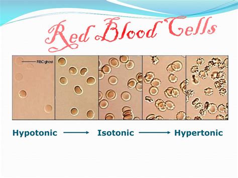 Ppt Ch 5 Cell Membrane And Transport Powerpoint Presentation Free