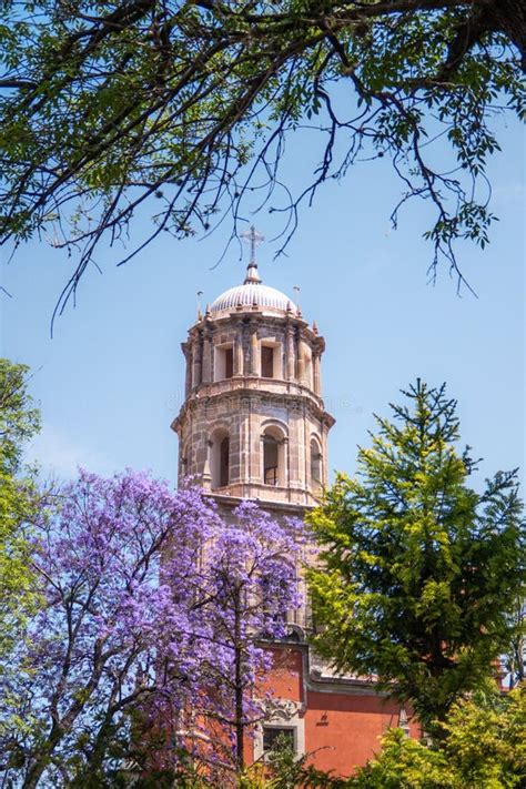 Jacaranda Tree Purple Flowers Background Of Temple Of San Francisco De