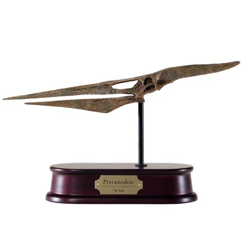 Pteranodon Skull Model Dinostoreus