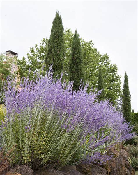 Russian Sage Perovskia Atriplicifolia Monrovia Plant