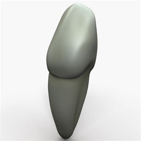 3d Cuspid Tooth Model