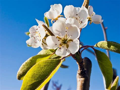 Flor De Peral Pyrus Communis License Image 70329226 Lookphotos