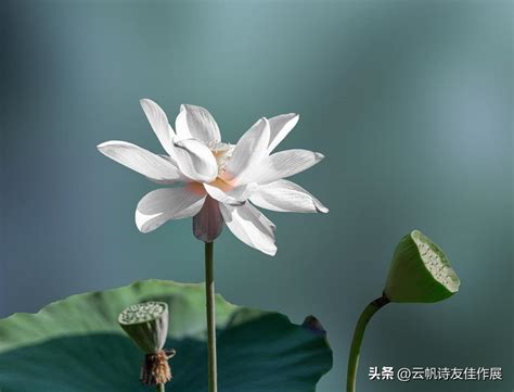 Strength Poets Peng Wenrens Recent Works Of Renyin Years Inews