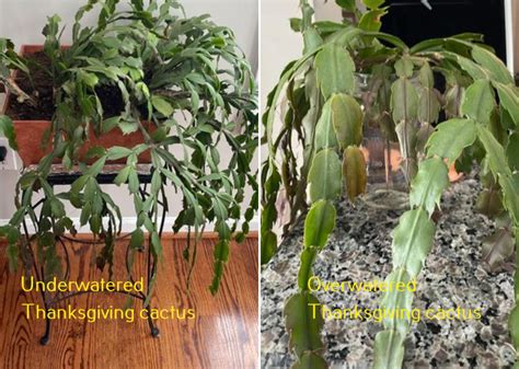 Saving The Endangered Spiral Aloe Plant How To Grow And Care Citycacti
