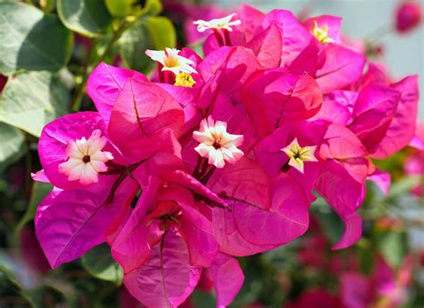 Pensyarah Kanan Fakulti Pertanian Universiti Putra Malaysia Upm Dr Puteri Edaroyati Megat