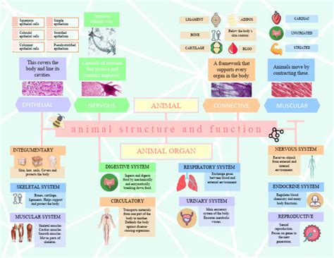Animals Structure Concept Map Download Free Pdf Epithelium Human Body