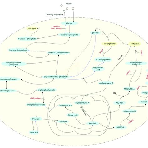 The Relationship Between Lipid Metabolism And Glucose Metabolism The