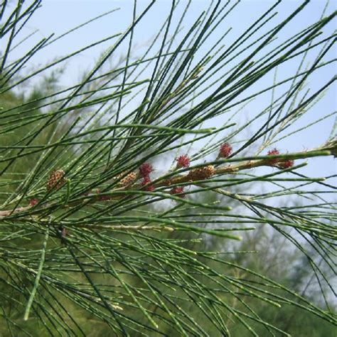 Abnormal Phylloclad Modification Of Casuarina Equisetifolia Download Scientific Diagram