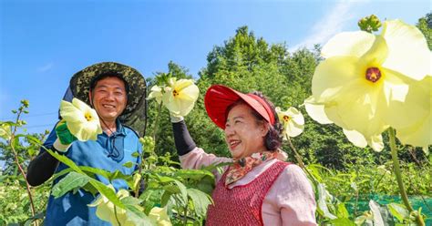 산청소식 오선농장 황금 해바라기 금화규 수확 등