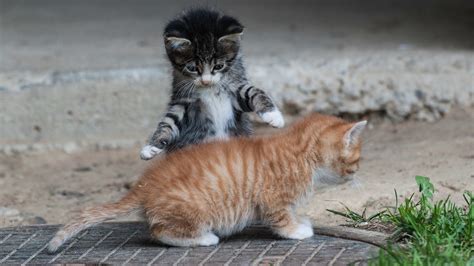 Kittens At Play In A Sunny Garden Backiee