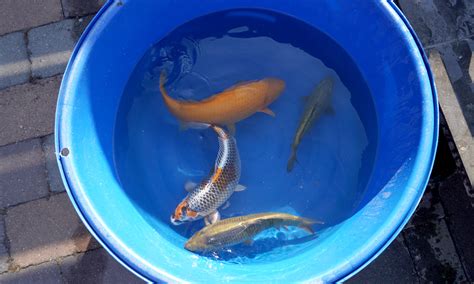 Mis Poes Japanse Koi Interkoi